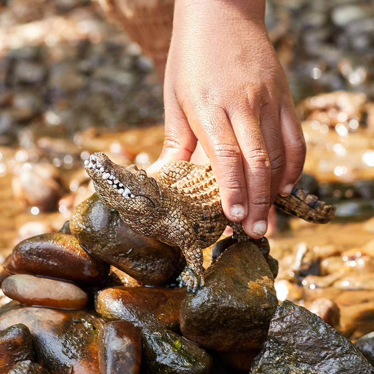 Schleich crocodile store